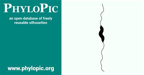 Helicobacter Rodentium Cc0 10 Phylopic