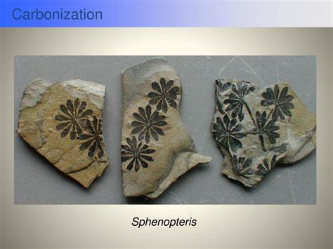 Ppt Fossilization And Fossils Powerpoint Presentation Free Download Id5321153