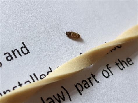 Does Anyone Else Get These Weird Bugs In Their House This Time Of Year Or Should I Be Worried