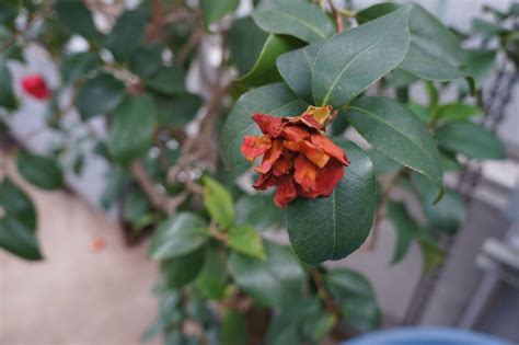 Project Ii Part Ii Sherrys Blog