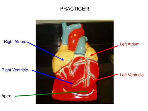 Ppt Heart Models Powerpoint Presentation Free Download Id844012