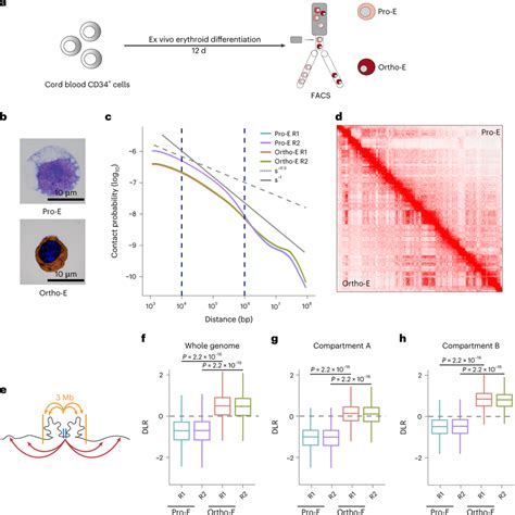 Dynamic Chromatin Architecture During Progressive Nuclear Condensation Download Scientific