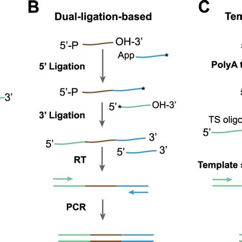 Library Construction Method For Ribosome Profiling A Download