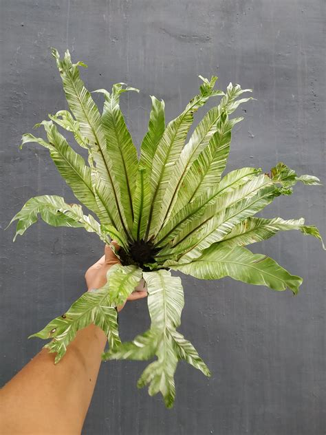 Asplenium Nidus Bird Nest Fern Variegated Giant Tropical Nursery