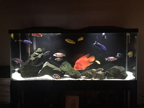 55 Gallon Cichlid Tank