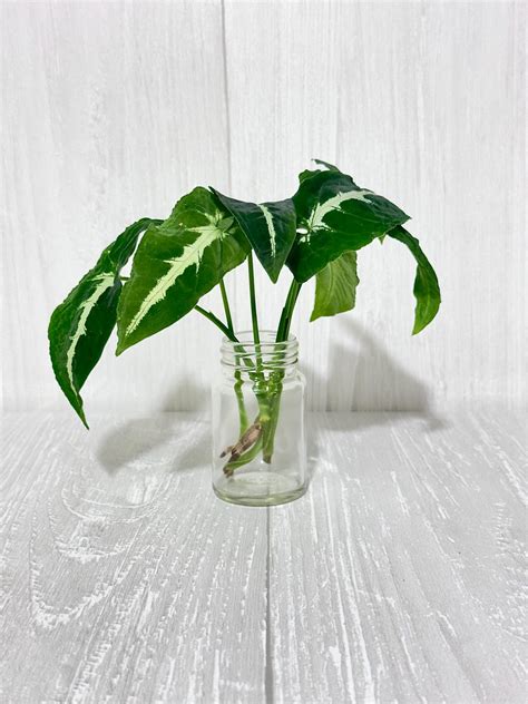 Propagation Container Glass Propagation Containers Glass Jar