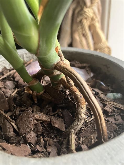 Potential Root Issue Rplantclinic