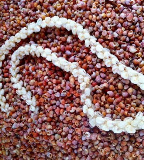 217 Best Images About Pupu ʻo Niʻihau On Pinterest Mothers Day Special Shell Earrings And Islands