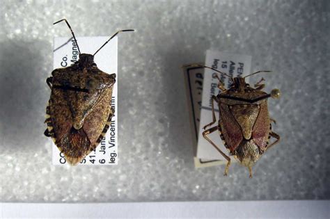 Invasive Stink Bug Seen As Major Threat To Farms In State