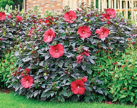 Hibiscus Shrub Varieties