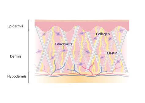 Collagen Formation Stock Illustrations 148 Collagen Formation Stock