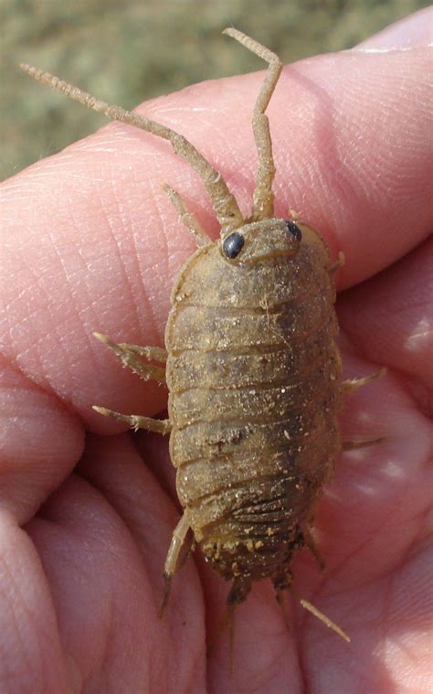 The Sea Slater A Close Relative Of The Common Pillbug Its A Little
