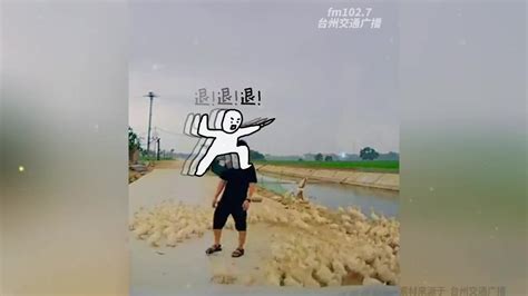 男子开车被一群小鸭子堵住，下车赶鸭子，结果越赶越多