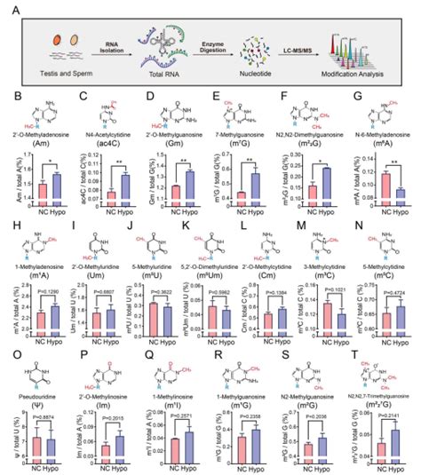 Hypoxia Induced Alteration Of Rna Modifications In The Mouse Testis And Sperm‡