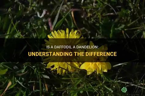 Is A Daffodil A Dandelion Understanding The Difference Shuncy