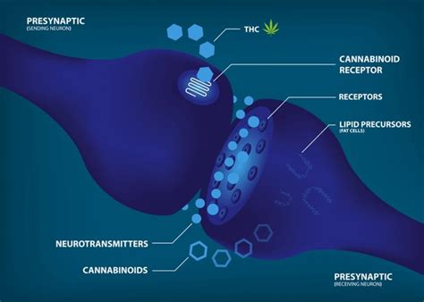 155 Cannabinoids Anatomy Royalty Free Photos And Stock Images
