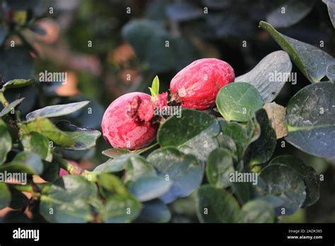 Fresh Ripe Fruit Of The Natal Plum Tree Carissa Macrocarpa Big Num Num Amatungulu Grootnoem