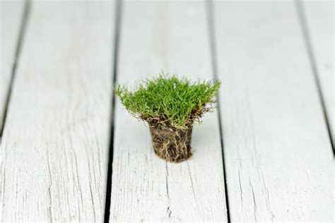 Ironcutter Hybrid Bermuda Plugs Certified Nc Grass Plugs