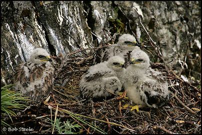 Bob Steele Photography Rough Legged Hawk Buteo Lagopus Photo