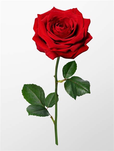Red Rose Images Download Free Design Resources On Rawpixel
