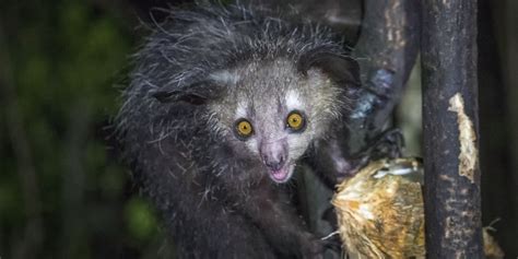 30 Funny Animal Names Real But Too Ridiculous To Believe ️