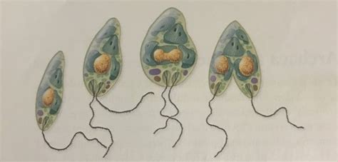 Bio Lab Ch 3 Microscopes And Prokaryotes Flashcards Quizlet