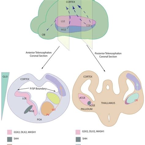 Depiction Of Interneuron Birth Place And Relevant Gene Expression Download Scientific Diagram