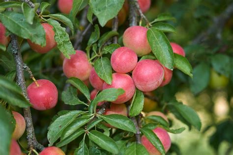 34 Plum Varieties Different Kinds Of Plums With Photos