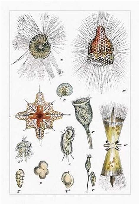 Microscopic Sea Life By Heinrich V Schubert High Quality Prints On
