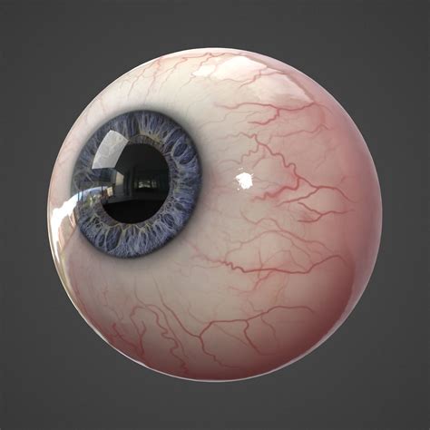 Anatomical 3d Model Eye At William Gainey Blog