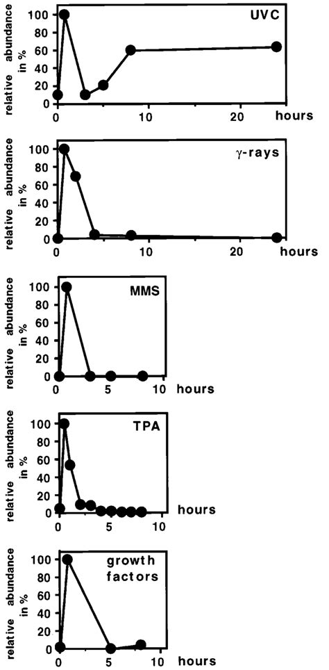 The Biphasic Induction Of C Fos Mrna Is Specific For Uvc Irradiation
