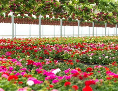 Home Premier Seeds Direct