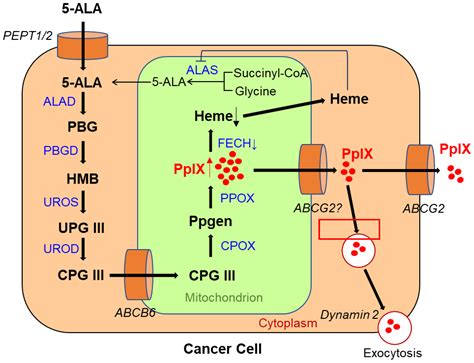 5 Ala Metabolic Pathway Encyclopedia Mdpi