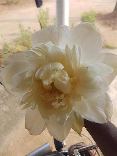 නෙලුම් මල් කහටගස්දිගිලිය Facebook