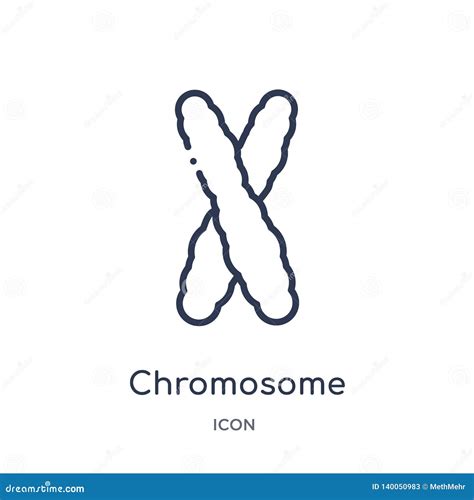 Linear Chromosome Icon From Chemistry Outline Collection Thin Line Chromosome Vector Isolated