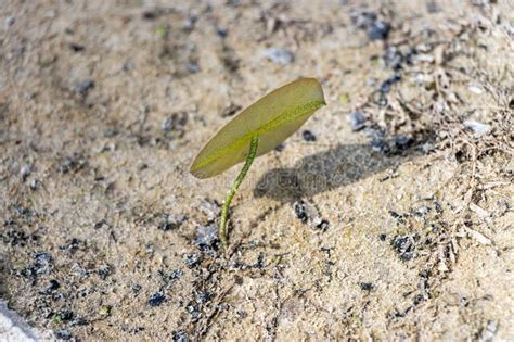 Tiny Lilly Pad Growing From Dry Lake Bed Stock Image Image Of Growing Autumn 283906285