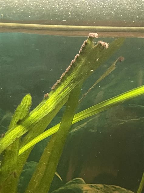 Black Beard Algae Problem More In Comments Raquariums