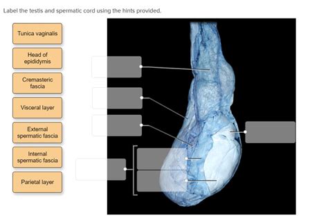Solved Label The Testis And Spermatic Cord Using The Hints Provided Tunica Vaginalis Head