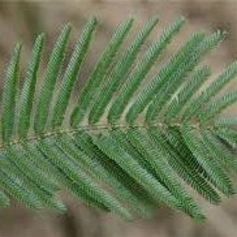 Stream Wattle Leaf 1 Melissa Rogers Wattle Miniatures By Composers