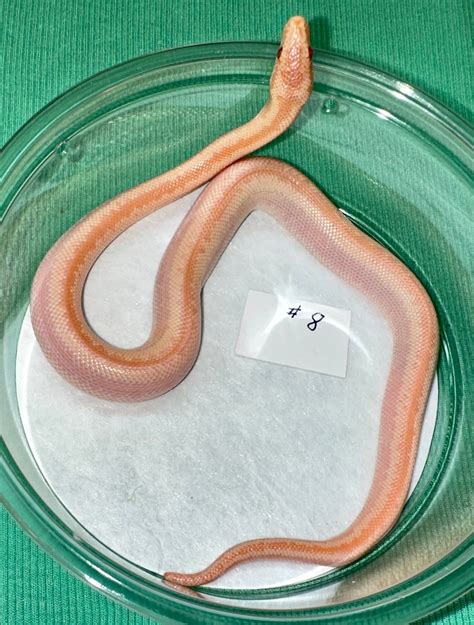 Coastal Lavender Albino Rosy Rosy Boa By Forktongue Farm Morphmarket