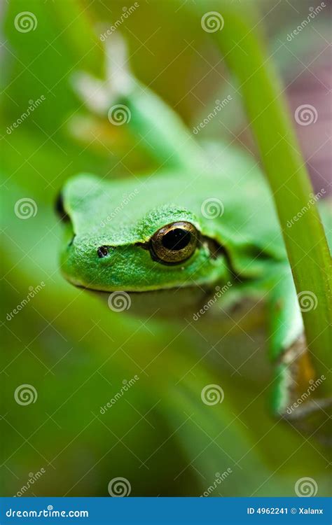 Cute Green Frog Stock Image Image Of Background Ecology 4962241
