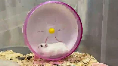 햄스터 휠 타기구름 슬~~로~~우~~모~~션~~ Youtube