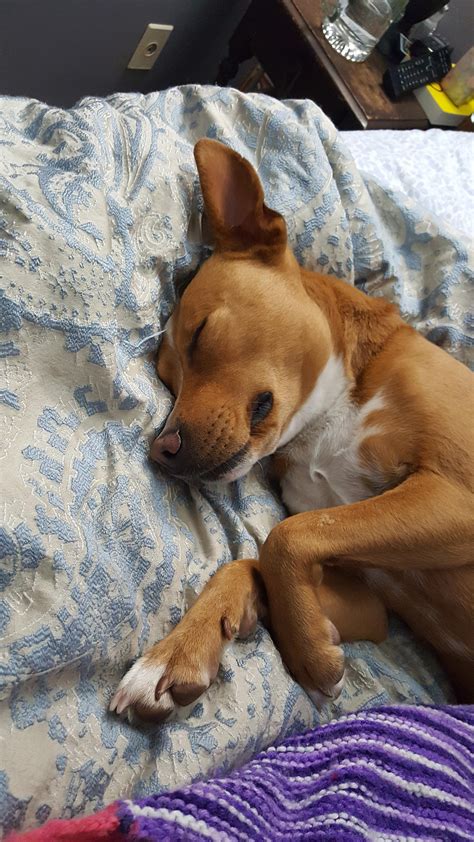 Sleeping Buddy Reyebleach