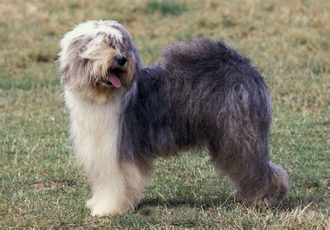 Old English Sheepdog Coloring Pages 2025