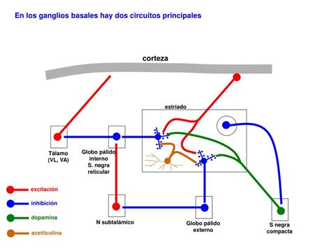 Ppt Ganglios Basales Powerpoint Presentation Free Download Id 6202779