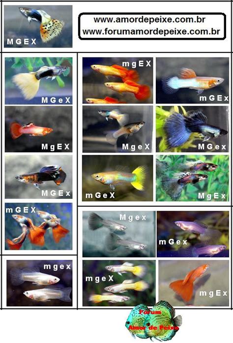 Guppy Genetics Chart