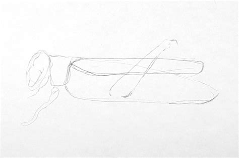How To Draw Grasshopper Easy