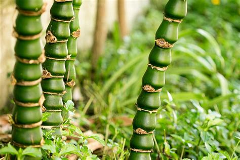 5 Diferentes Tipos De Bambúguía De Jardinería