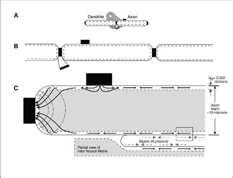 The Geometry And Electrostatics Of The Initial Axon Segment Of A Download Scientific