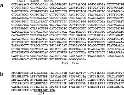 Codon Optimized Hor17 4 Sequence The Dna A And Corresponding Amino